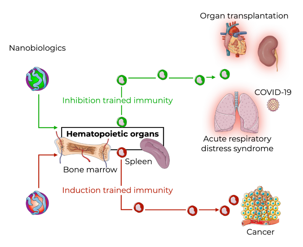 Trained Therapeutix Discovery – Taking Control of Immunity